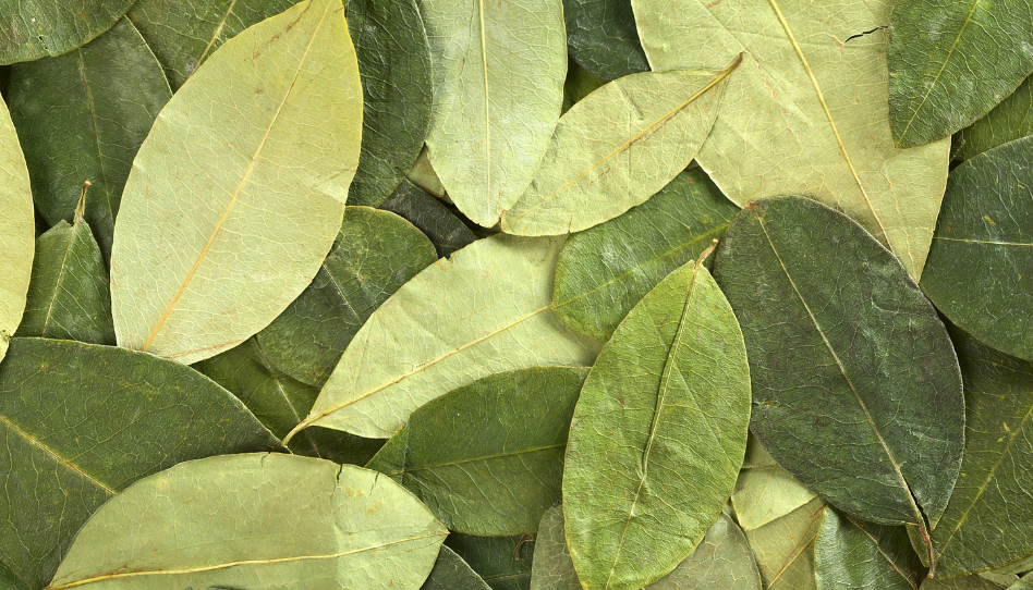 ¿Masticar hoja de coca está en contra de la Palabra de Sabiduría?