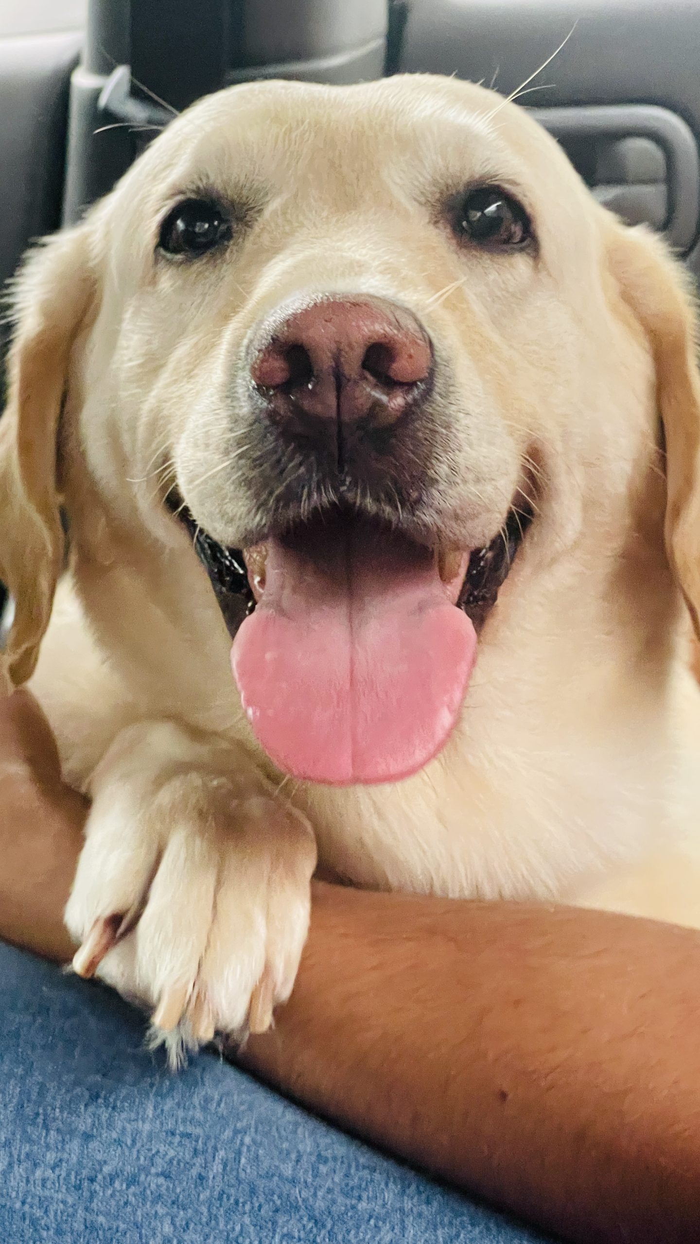 Cómo nuestros perritos nos acercan más a Dios